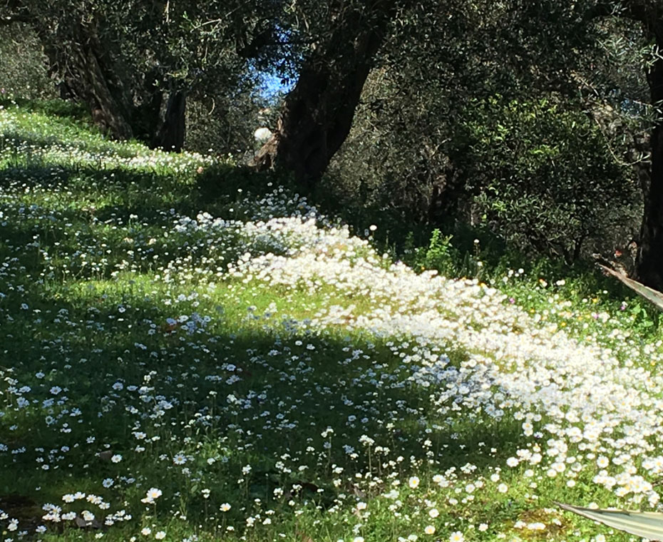 ΑΝΟΙΞΗ ΣΤΗΝ ΚΕΡΚΥΡΑ - Μουσείο Καποδίστρια